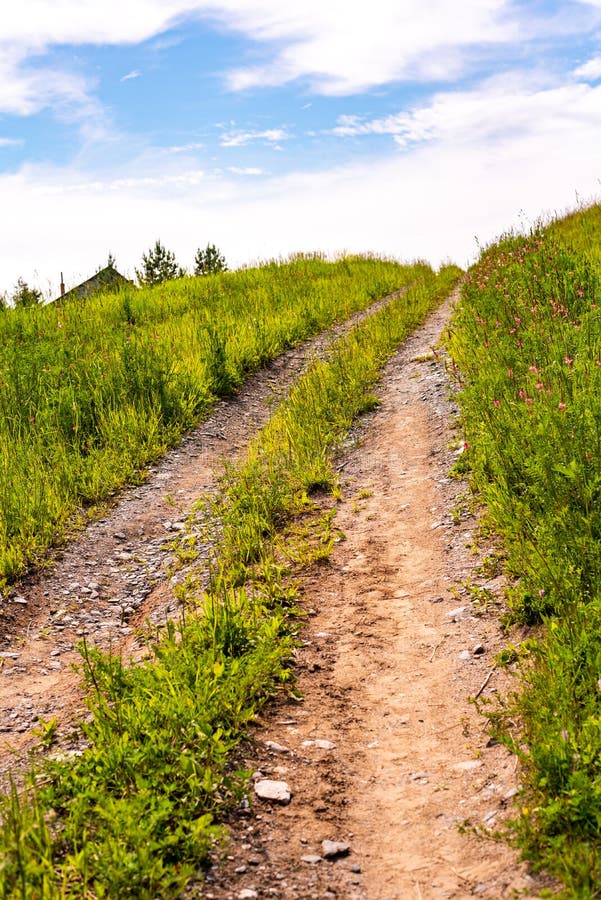 A Road Overgrown with Green Grass in an Autumn Forest with Yellow ...