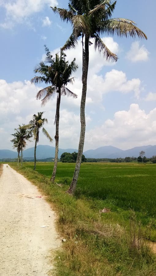 The Road at the Paddy Field, Negeri Sembilan, Malaysia Stock Image ...