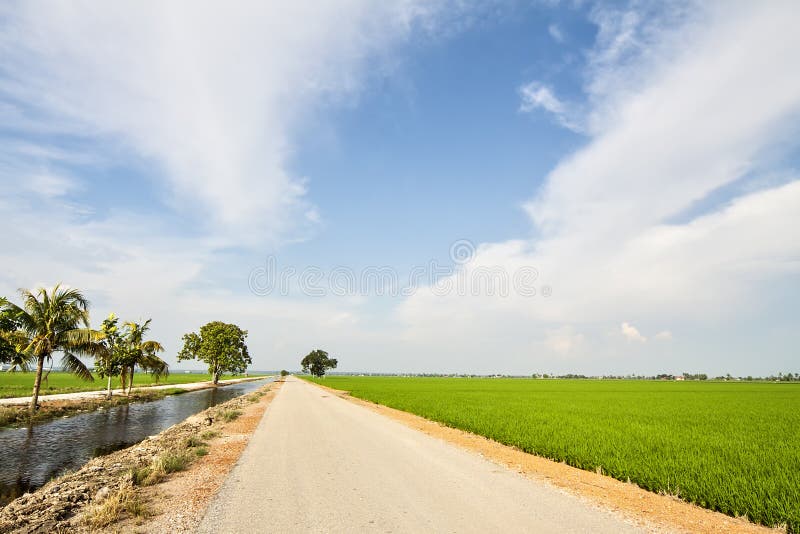 Road of the paddy fields stock image. Image of layers - 64265849