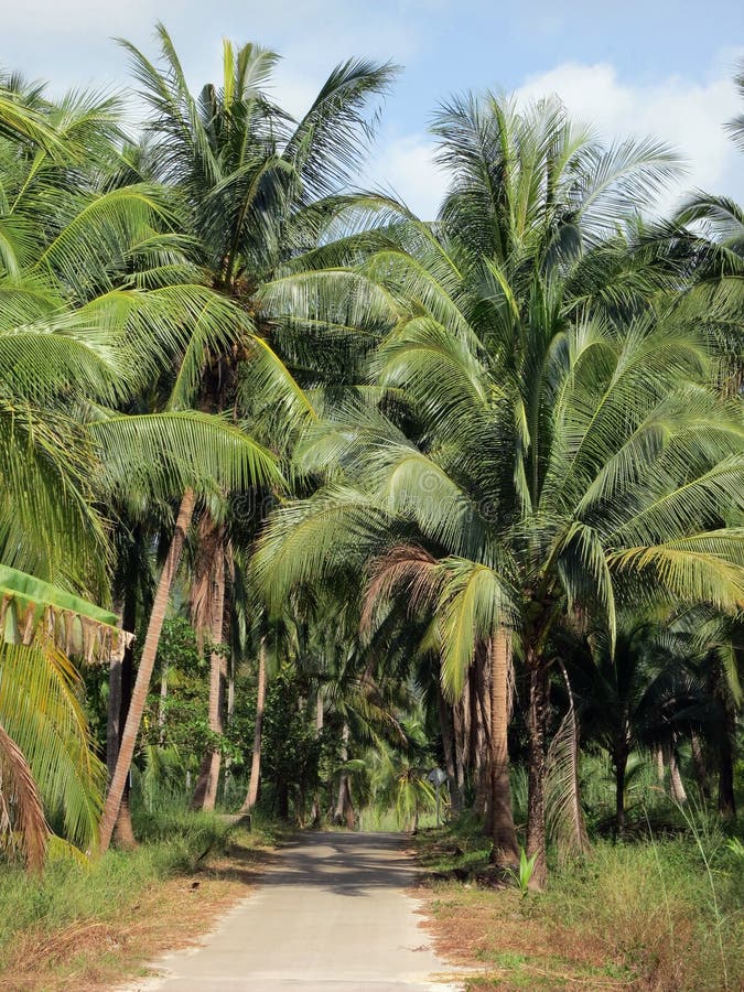 Road through the Palm Grove Stock Photo - Image of road, vacation: 27615074