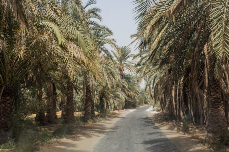 Road through a Palm Grove in Bahariya Oasis, Egy Stock Photo - Image of ...
