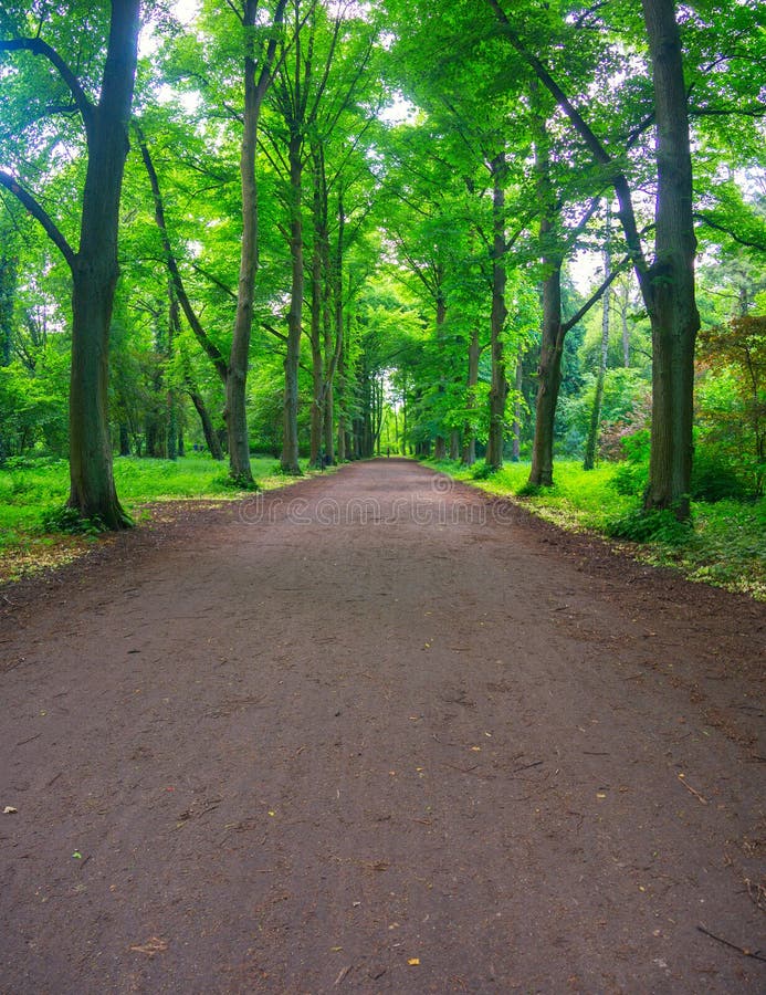 Road in the park stock image. Image of bush, spring - 117735665
