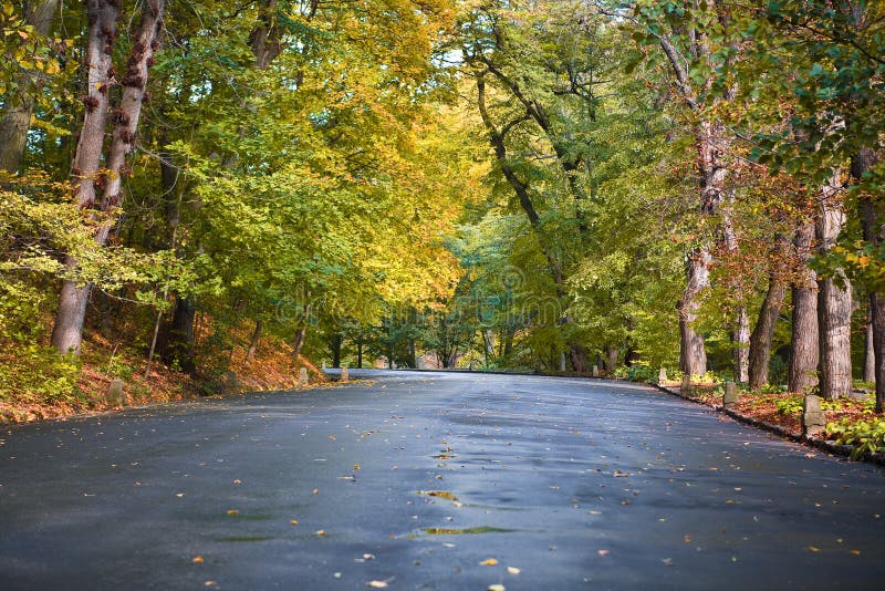 Road in the park stock photo. Image of forest, orange - 4054200