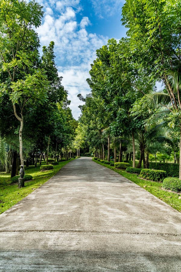Road in the park stock image. Image of grass, yellow - 103900471