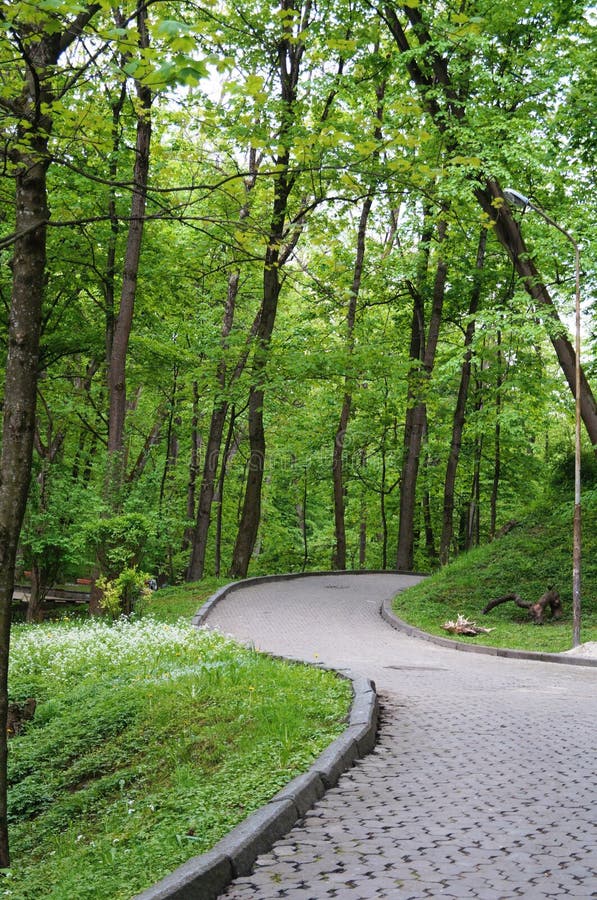 The Road in the Park among the Green Trees Stock Image - Image of ...