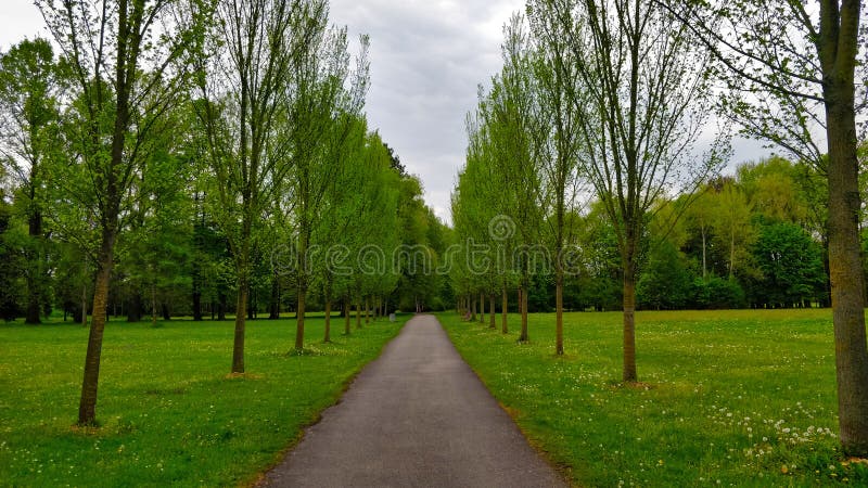 Road through Park Lined with Trees on Each Side Stock Image - Image of ...