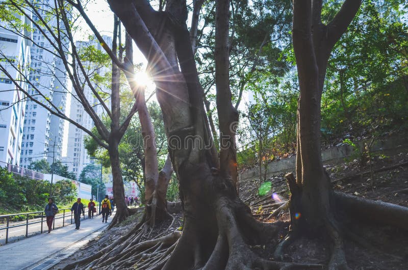 A Road in Park, Solar Spotlights in the Park Editorial Stock Photo ...