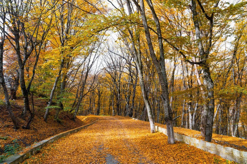 Road in the Park is Strewn with Fallen Autumn Leaves. Fall Theme Stock ...