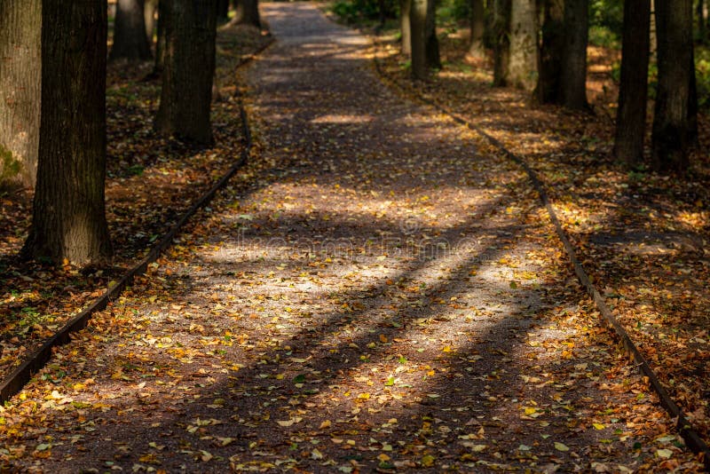 Road in the Park with Tree Around There Stock Image - Image of grass ...