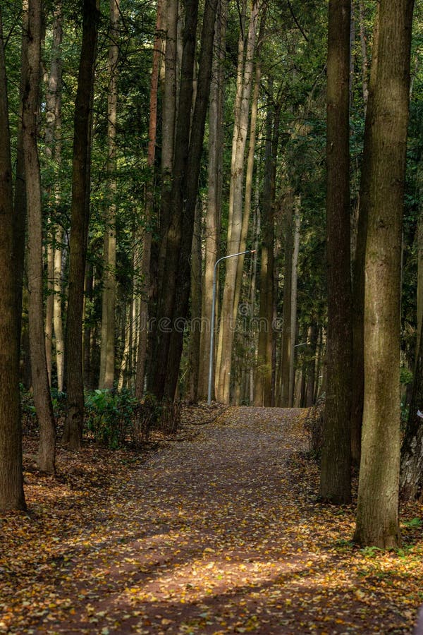 Road in the Park with Tree Around There Stock Image - Image of garden ...
