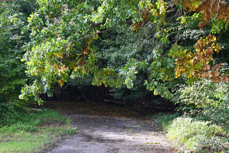 Road in the park stock photo. Image of plant, garden - 258258162