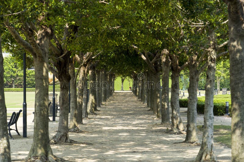 Road in a Park with Two Side Trees Stock Photo - Image of architecture ...