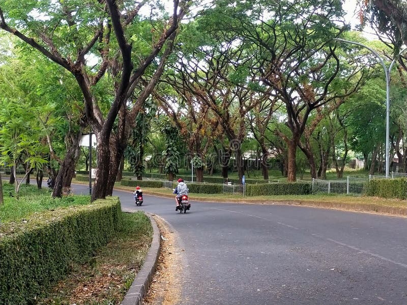 Road in the Park View with Big Trees Stock Image - Image of trail ...