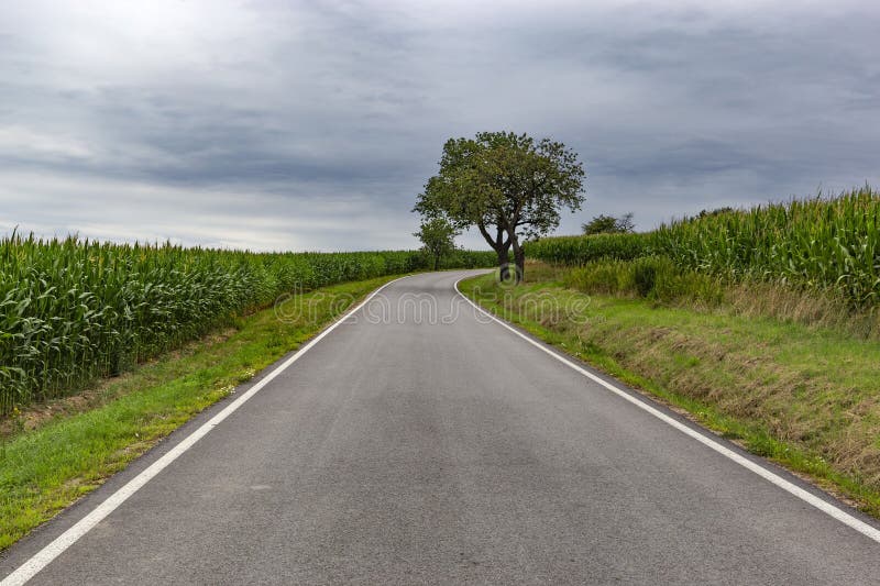 Road Passing through Corn Fields. Summer Day Stock Photo - Image of ...