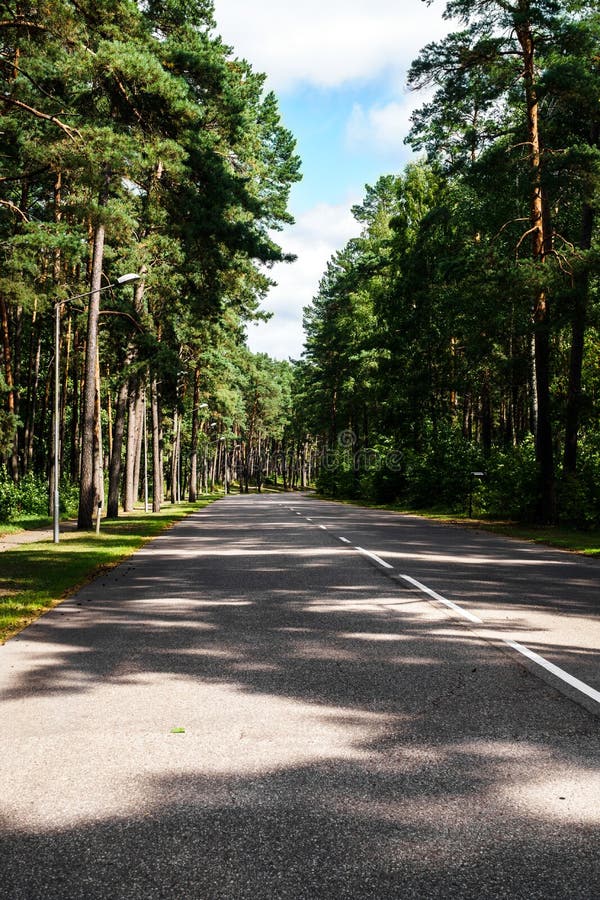 The Road Passing through a Pine Forest Stock Image - Image of green ...