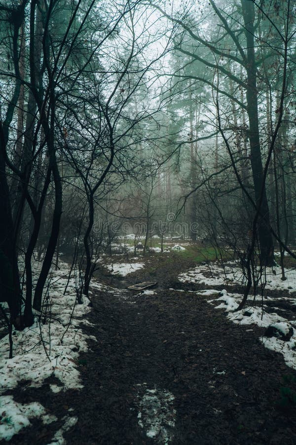Road Passing through Scary Mysterious Forest with Green Light in Fog in ... Road Passing through Scary Mysterious Forest with Green Light in Fog in ...