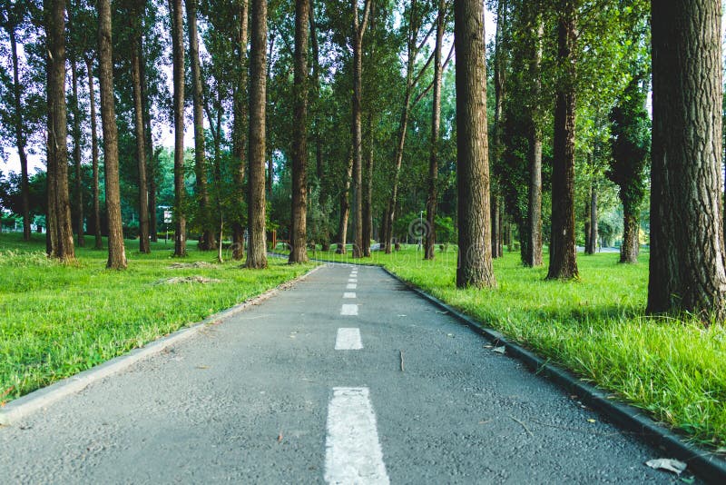 Road Passing through Tall Trees Forest Stock Image - Image of ...