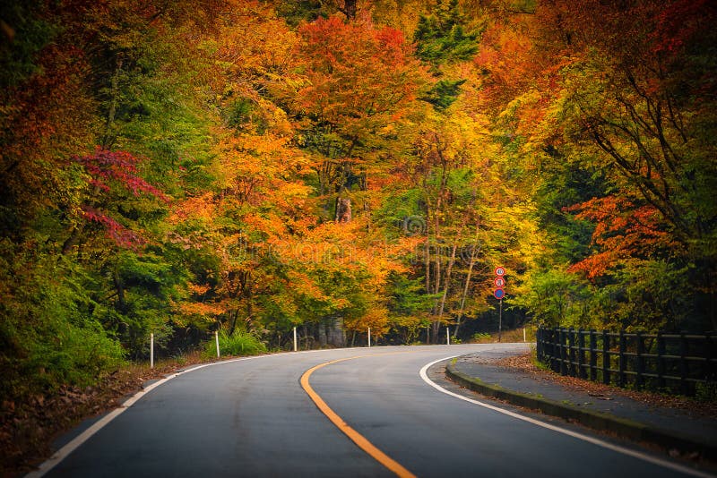 The Road Passing between the Trees with Autumn Foliage Stock Photo ...
