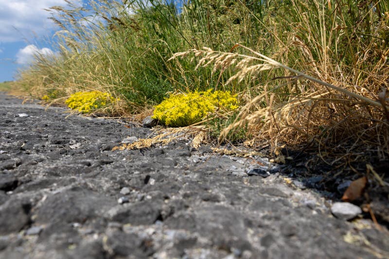 A Road with a Patch of Yellow Flowers Growing on it Stock Image - Image ...