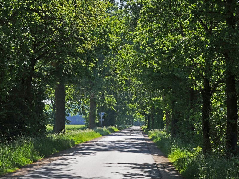 Road, Path, Nature, Tree stock photo. Image of walkway - 130999552