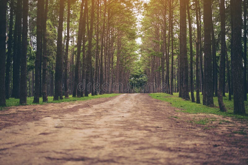 Road Path in a Pine Tree Forest Stock Photo - Image of green ...
