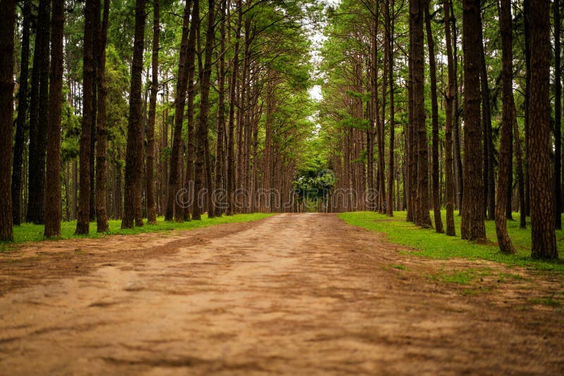 Road Path in a Pine Tree Forest Stock Image - Image of plant, foliage ...