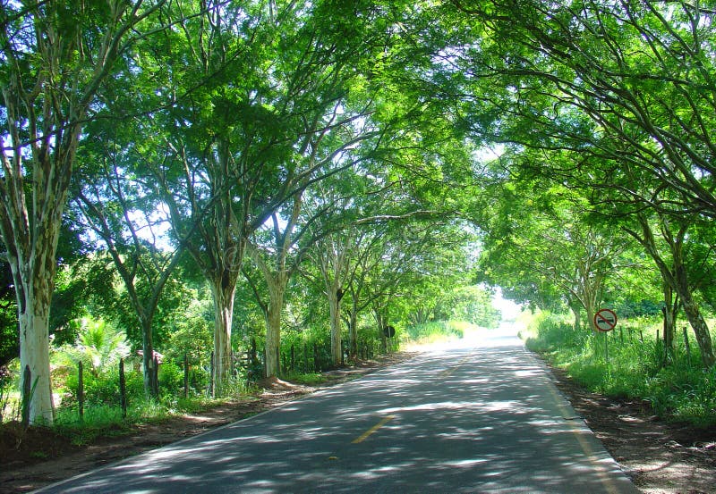 Road path of trees stock photo. Image of fall, branch, peace - 542994
