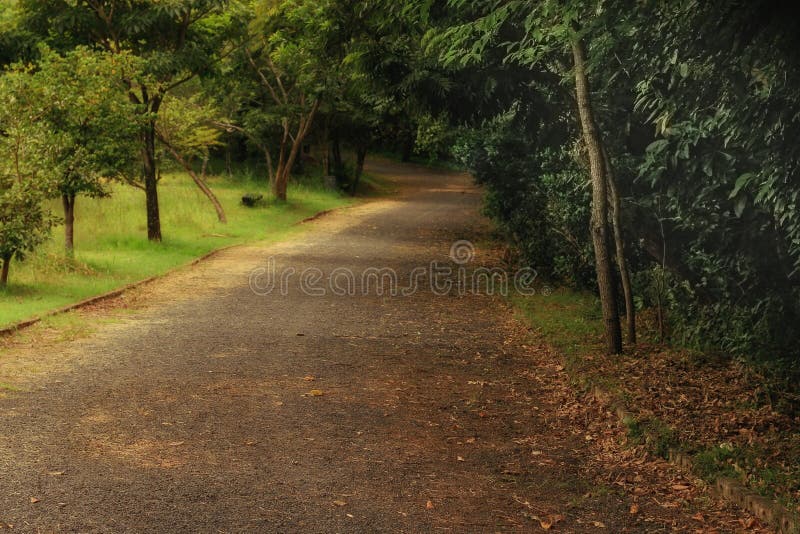 Road, Path, Vegetation, Nature Reserve Picture. Image: 100398248