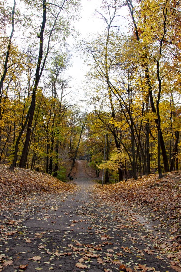 Road Path Way in Autumn Park. Central Park of New York with Pathway ...