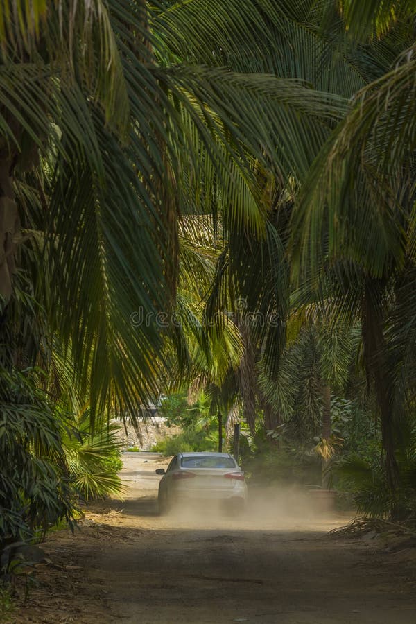 Car on road stock photo. Image of bright, wood, rural - 220645022