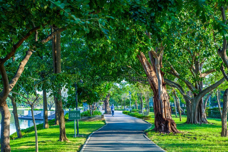 Road Pathway Jogging Track in the Public Park Under Big Tree Stock ...