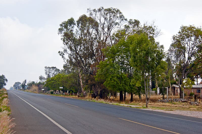 Road with trees stock photo. Image of lanes, continuous - 30069906