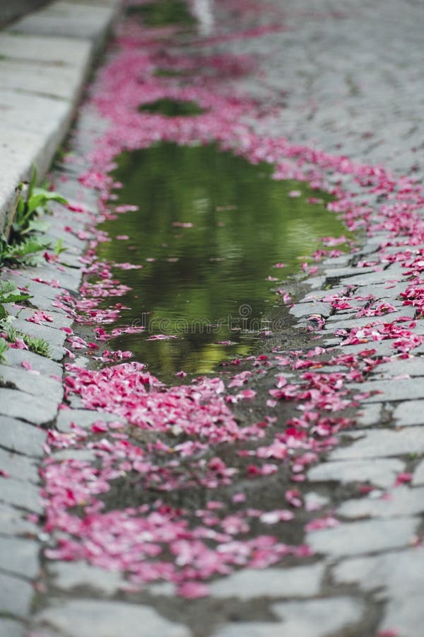 On the Road, the Petals of a Tree that Blooms in Spring Fell into the ...
