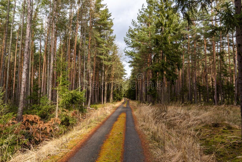 Road in Pine Forest. Autumn Stock Image - Image of leaf, moss: 171066009