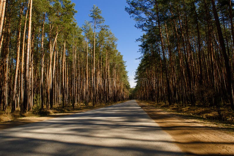 The Road through the Pine Forest in Beautiful Shadows and Rays of Light ...