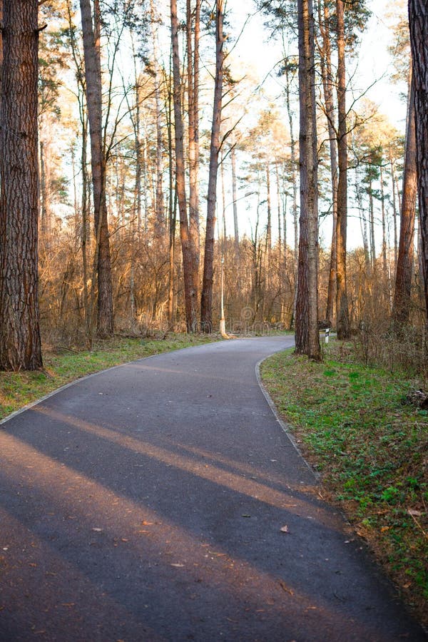 The Road through the Pine Forest in Beautiful Shadows and Rays of Light ...