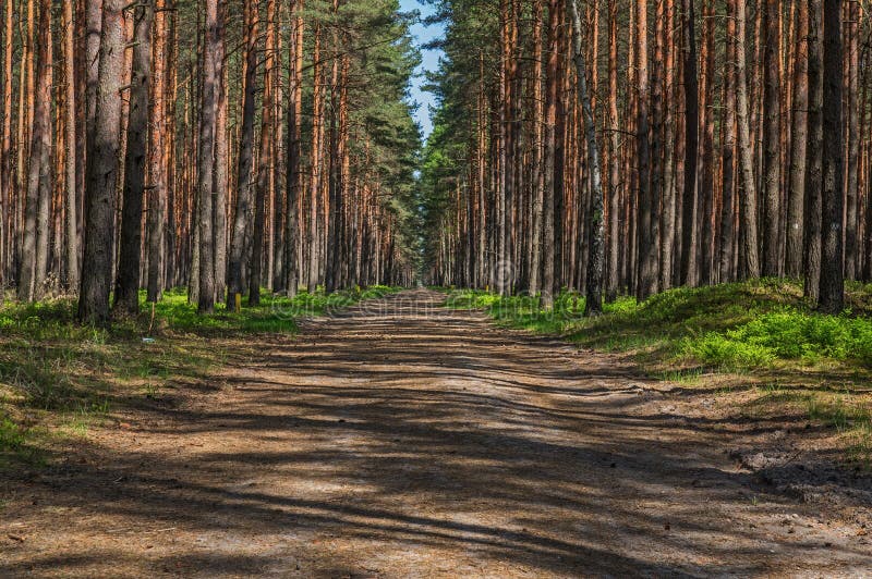 Road through a Pine Forest. Stock Photo - Image of forest, brown: 116076970