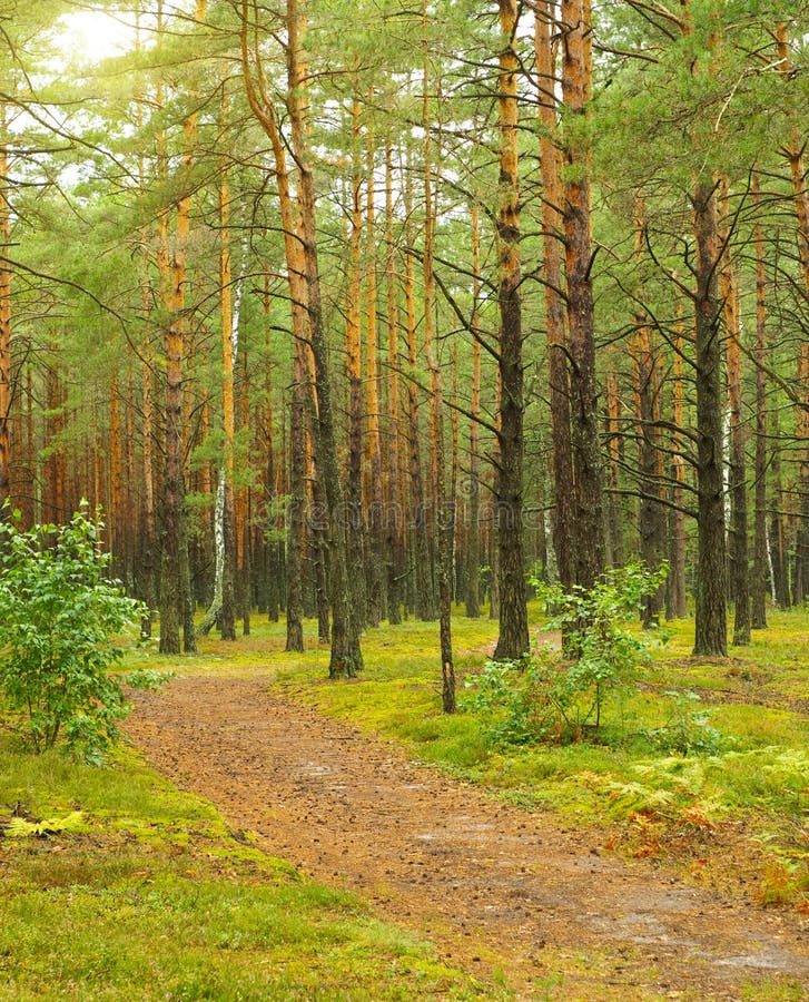 Road in the pine forest stock photo. Image of environment - 32894214