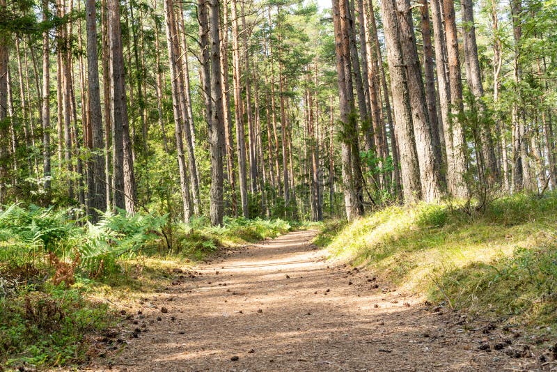 The Road through the Pine Forest Stock Photo - Image of pine ...