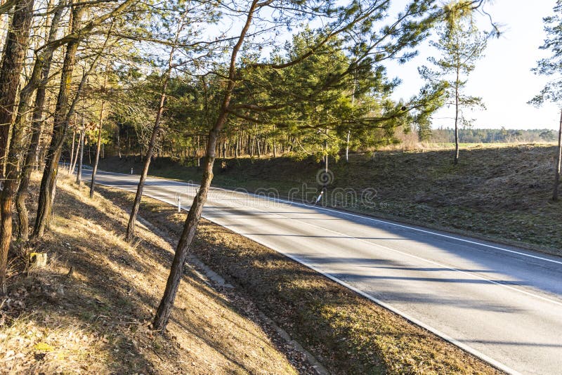 Road in the pine forest stock photo. Image of freeway - 137250006