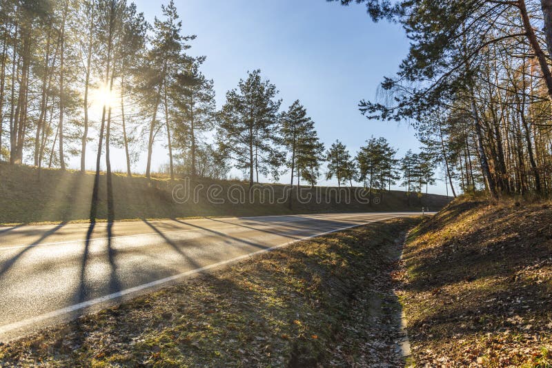 Road in the pine forest stock photo. Image of route - 137250092