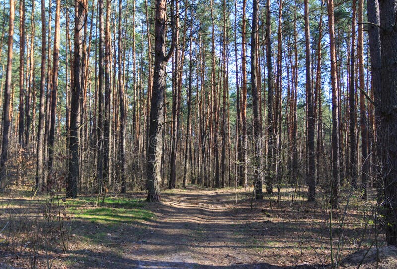 A Road in a Pine Forest on a Sunny Day in Spring. Kyiv, Ukraine Stock ...