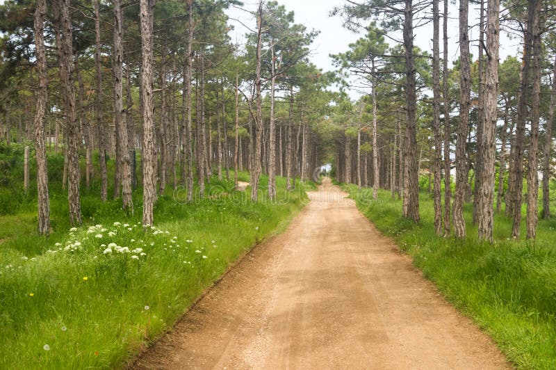Pine spring Park stock image. Image of park, view, green - 113326627