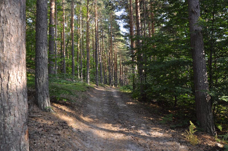 Road Between Pine Trees, In The Forest Stock Photo - Image of landscape ...