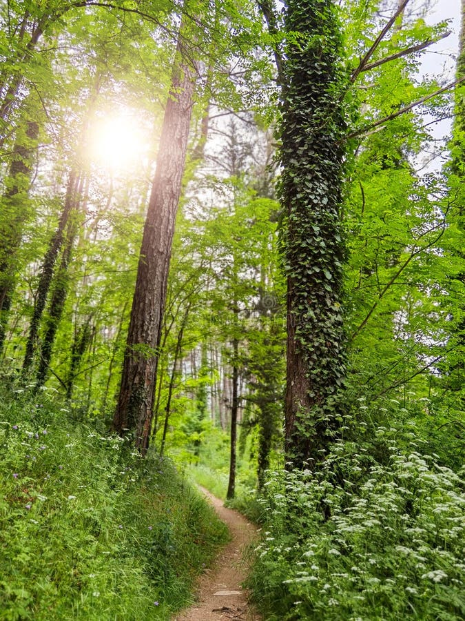 Road in the Pine Trees Forest in Spring Stock Image - Image of achieve ...