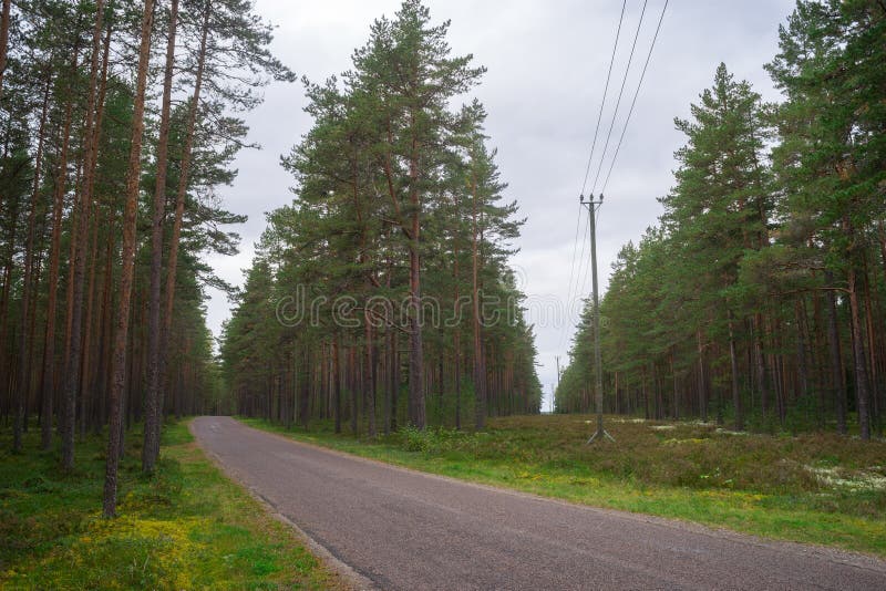 Road and Power Lines Cut through Wooded Area Stock Image - Image of ...