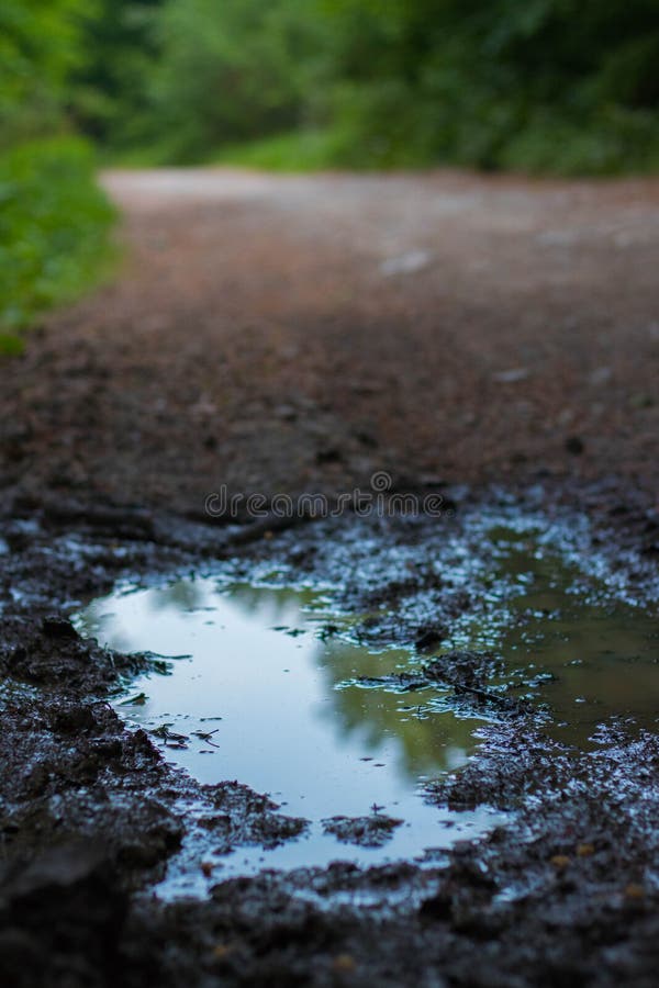 Road Puddle on a Forest Road Stock Image - Image of puddle, road: 115905051