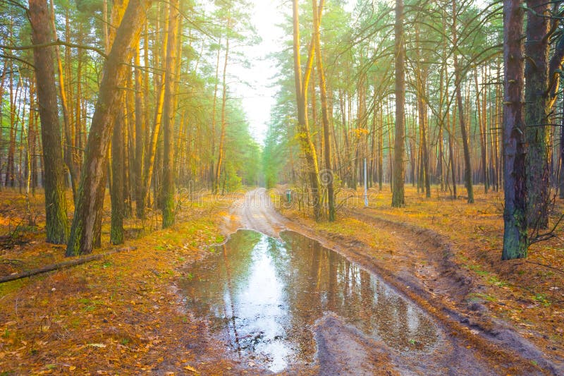 Road with Puddle through the Wet Autumn Forest Stock Photo - Image of ...