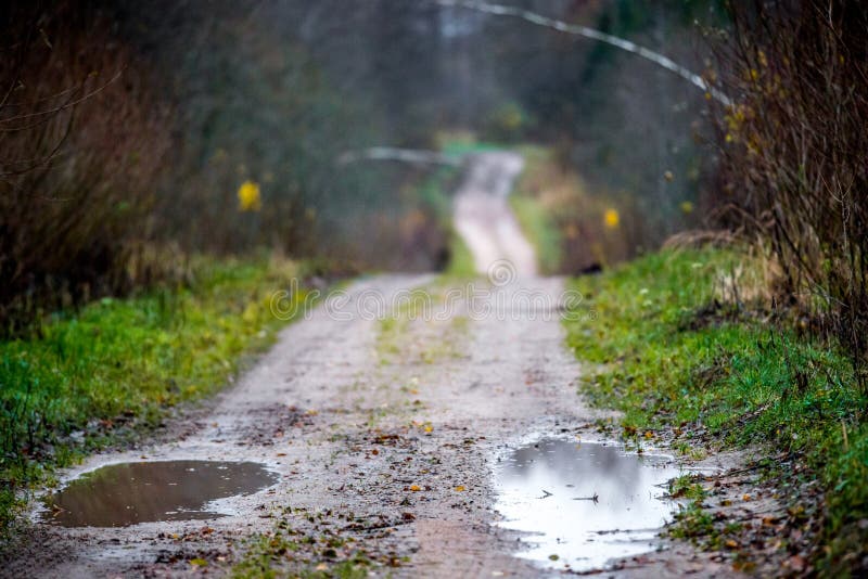 Road with Puddles in Forest Stock Photo - Image of fall, puddles: 111882778
