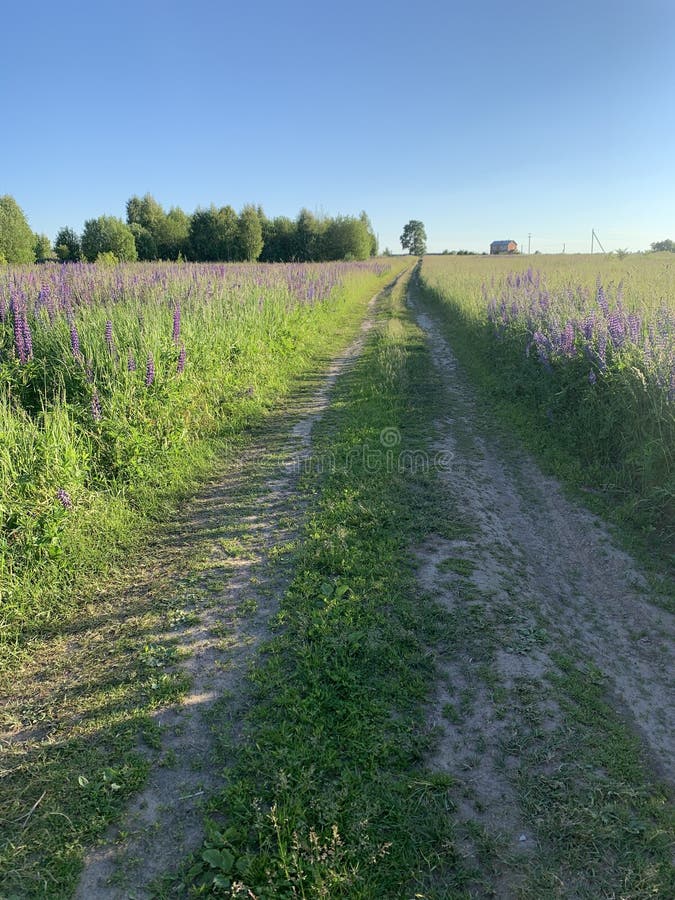 Road among purple flowers stock image. Image of sunset - 251177705